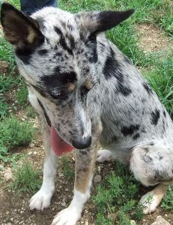 The Animal Shelter in Anniston, AL: 2 Former Fosters Want New Homes 4 ...