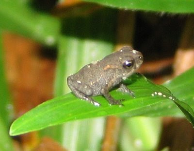 Glorious Birds: Kuala Lumpur Whirlwind Adventure