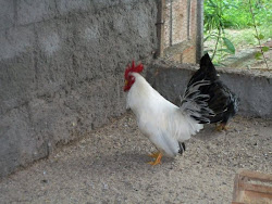 GALINHO GARNIZÉ - CHICKEN LITTLE.: O QUE É UM GARNIZÉ?