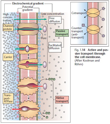 The Human Body: Osmosis and Osmotic Pressure