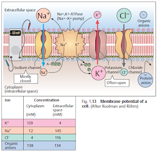The Human Body: Membrane or Resting Potential of a Cell