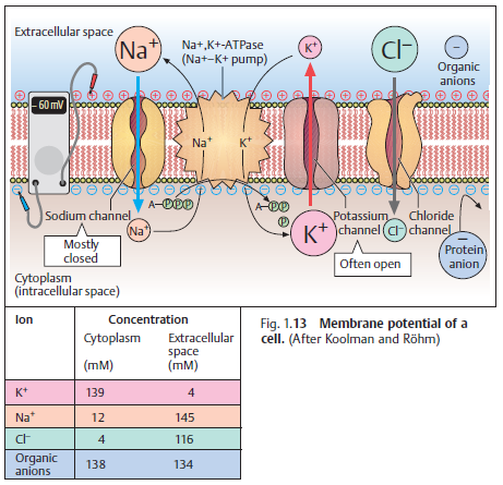 The Human Body: Membrane or Resting Potential of a Cell