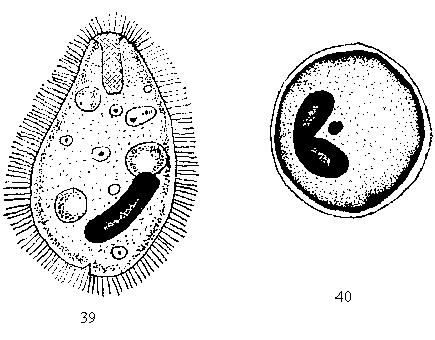 Bab 5: Protista | This Is Biology World