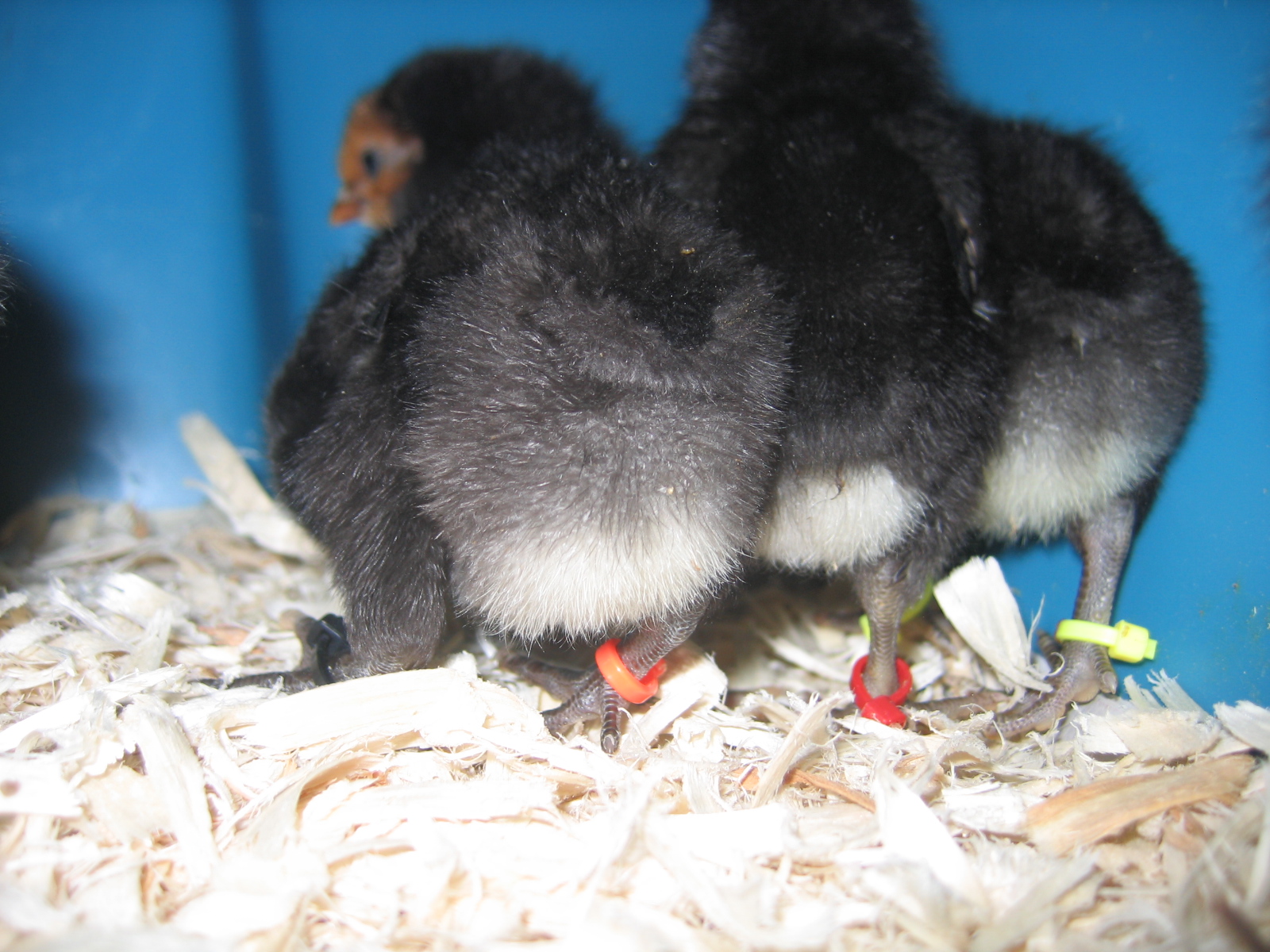 What Pigs Don't Know: How NOT to Name a Chicken- (Tagging Chickens)