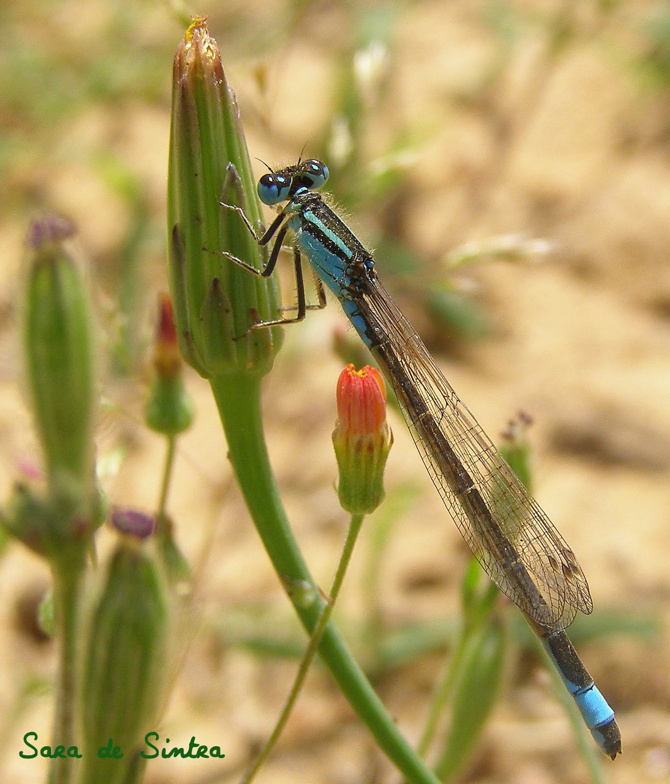 Captar o Momento: Borboletas, escaravelhos e libelinhas