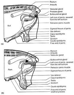 Alat Reproduksi Ternak Jantan ~ KetekDekil