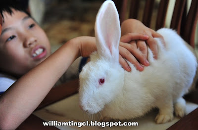 William Ting: Close up view of rabbit mouth