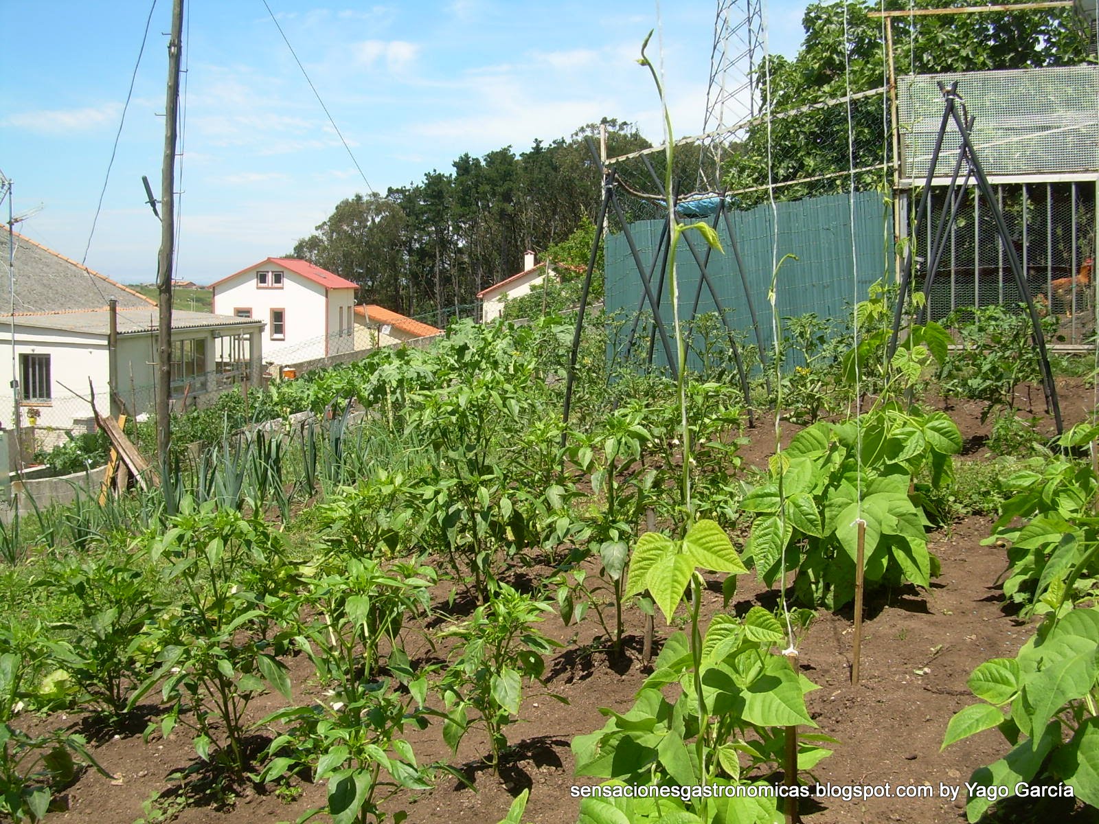 Sensaciones Gastronómicas: Huerto