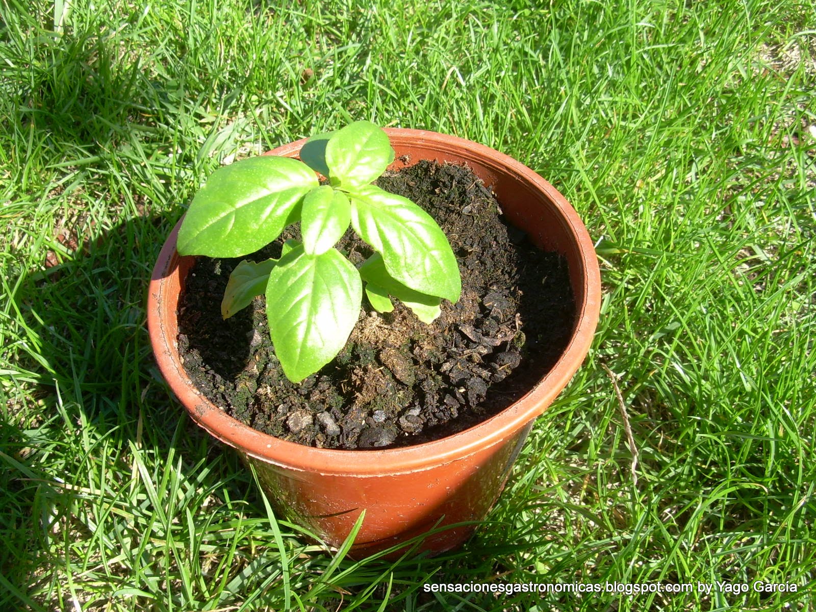 Sensaciones Gastronómicas: Albahaca