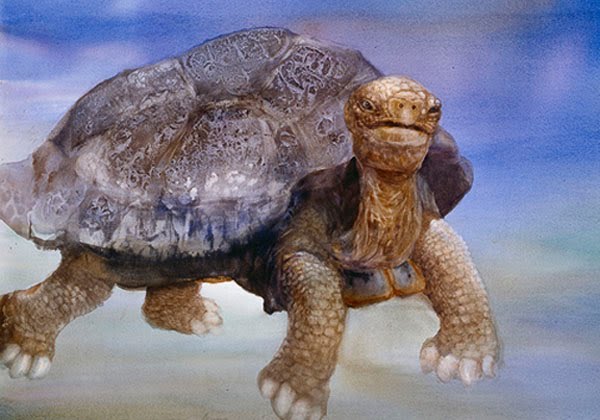 Native American Lore & a Lesson from an "Old Turtle" - Educational Toys ...
