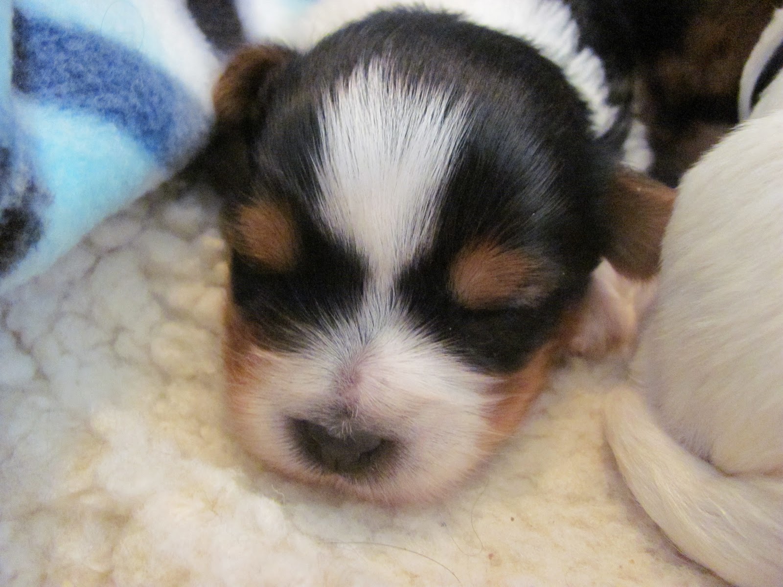 Tidbits Yorkies: Parti Yorkies are here