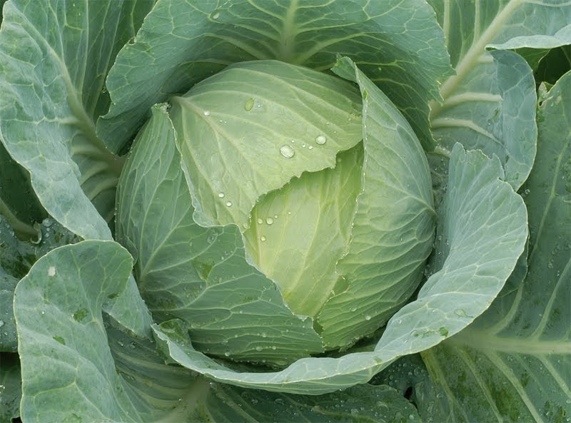 Growing Ideas with Johnny's Selected Seeds: Cabbage considerations