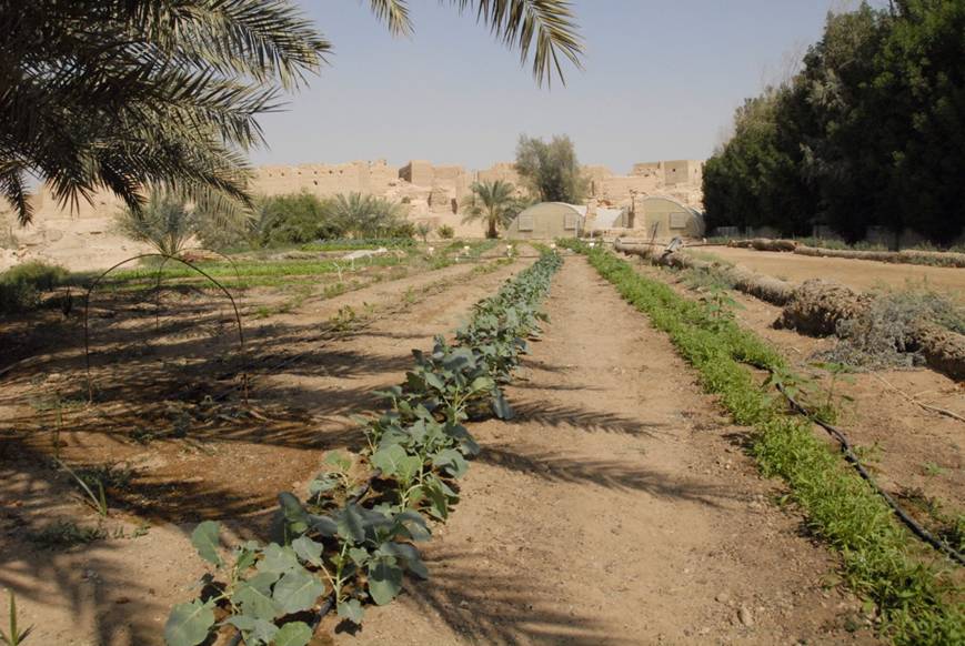 Growing Ideas with Johnny's Selected Seeds: Photos: Farming in Saudi Arabia