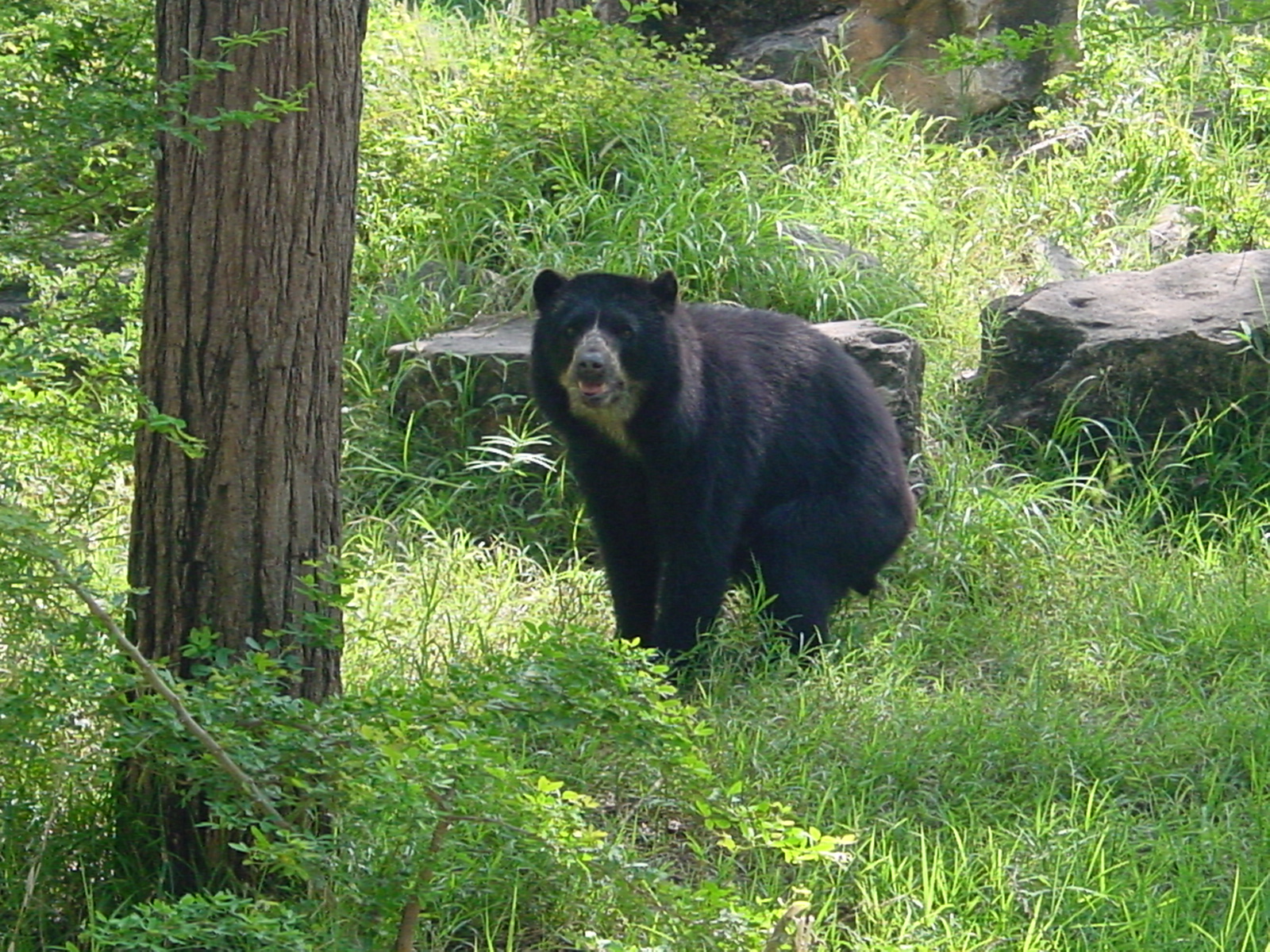 El sida y el Oso Frontino