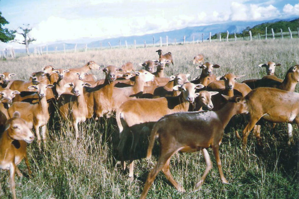 ASESORÍAS CAPRINAS Y OVINAS: Asesorias de pelibuey