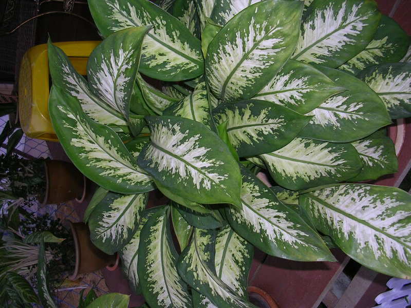 Keladi - JungleKey.in Image