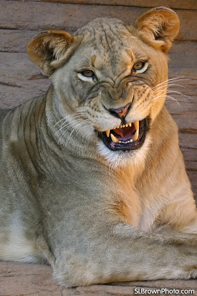 The lioness - platetiklo