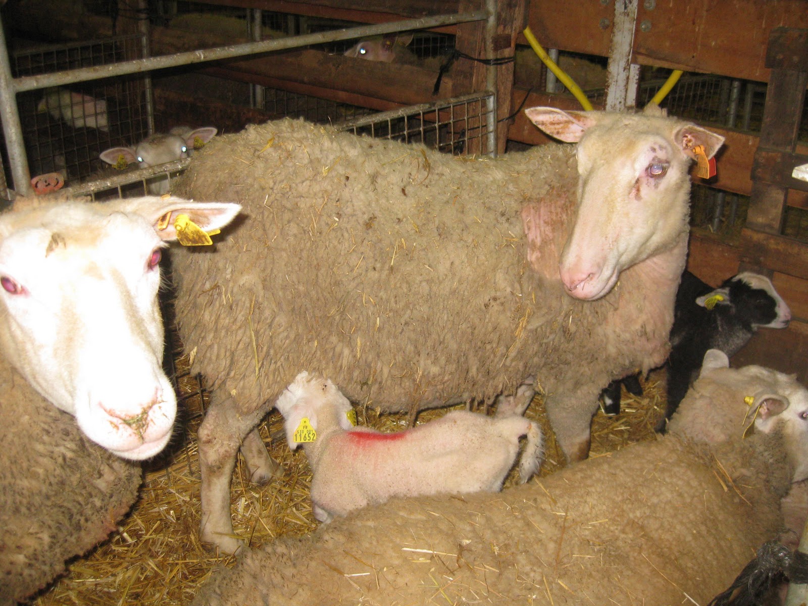 La ferme de Grignon: Les agnelages