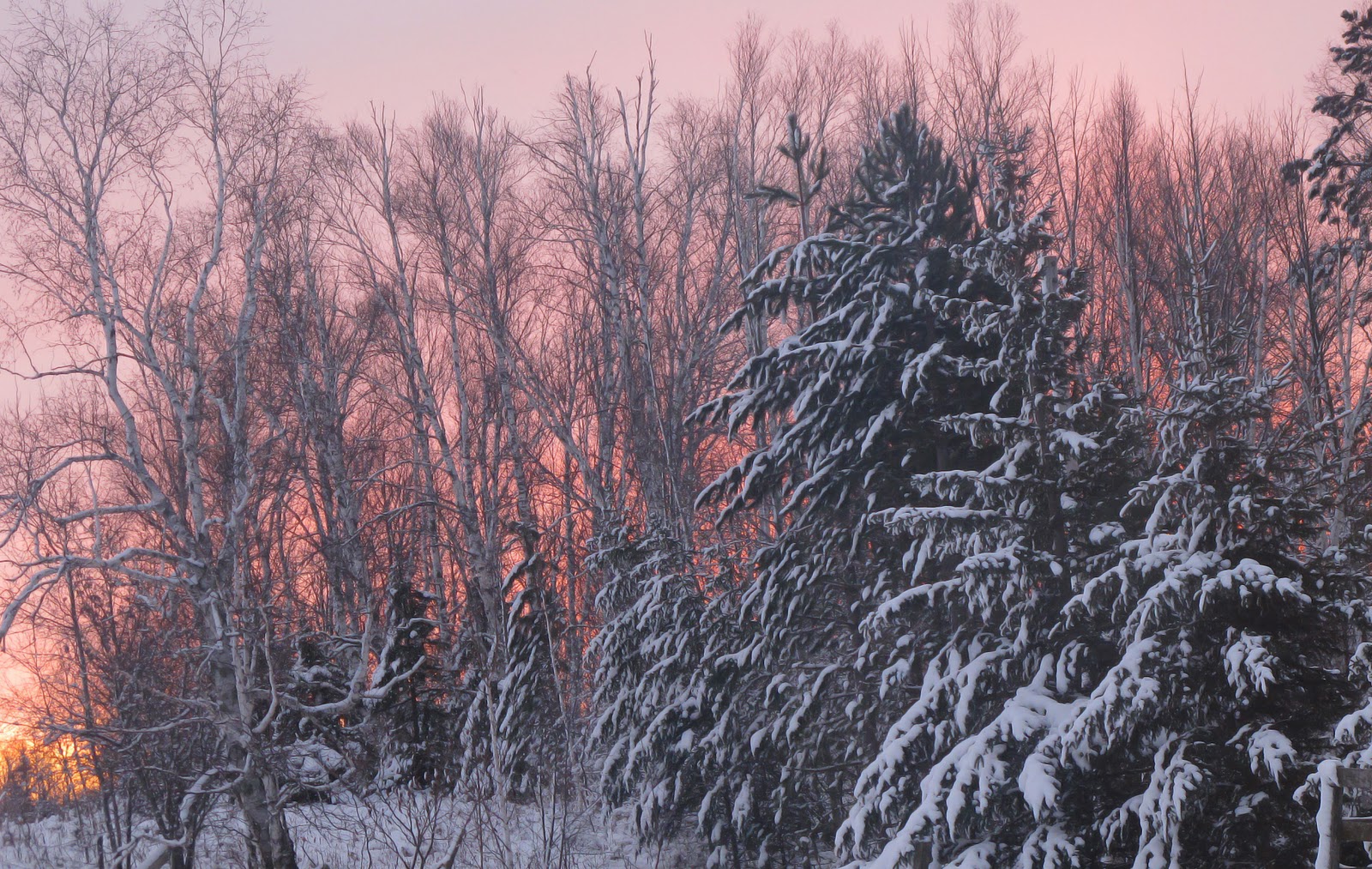 Chronicles of Whimsy: Early Winter Sunrise