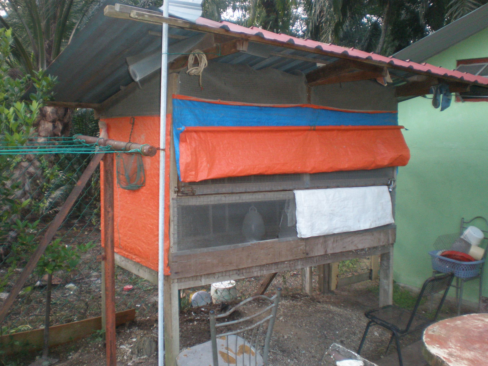 menjaga hewan dan tumbuhan: REBAN ASUH BARU DI RUMAH DAH NAK SIAP