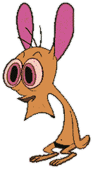 Chihuahua: Chihuahua Ren Hoek...