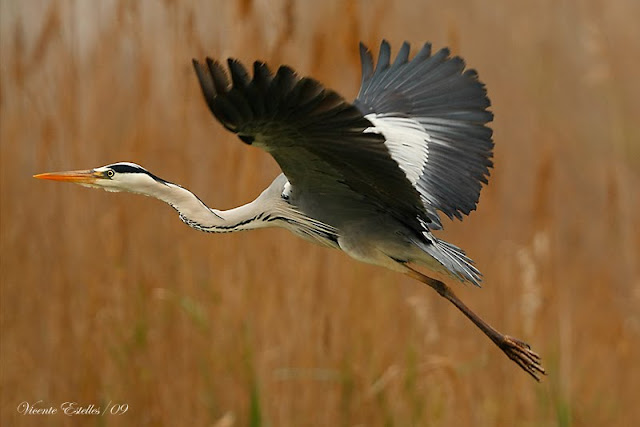 COLORS NATURALS: GARZAS REALES