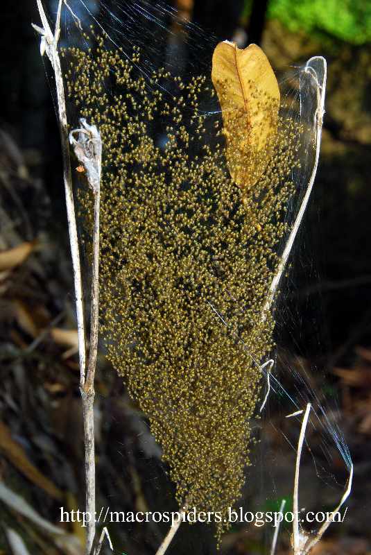 Spiders: Baby Spiders by Thousands