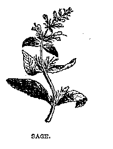 no cause for celebration: Sage:Miramiya