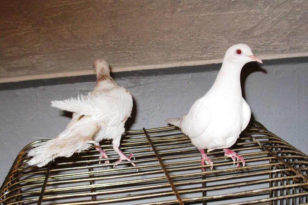 Windswept Adventure: Meet The Doves