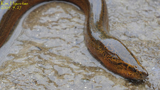 한국의 야생동물: Fluta alba 드렁허리 swamp eel