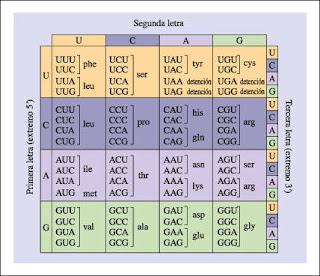 Código Genético: ¿Qué es el Código Genético?