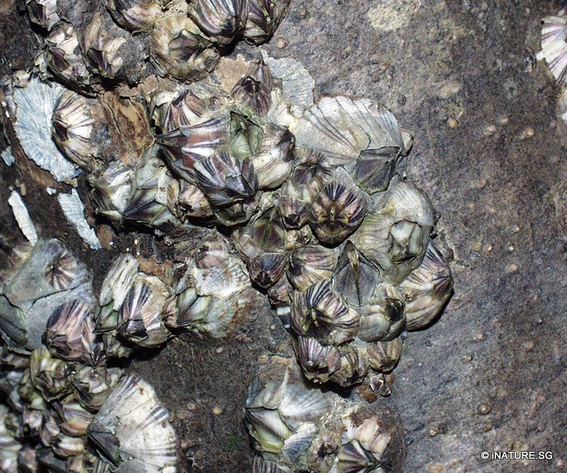 iNature Scicence Project Work: Animals, plants and insects found in ...