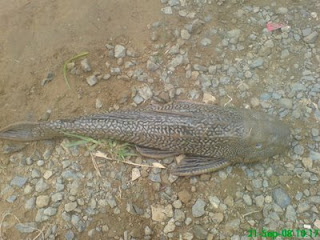 Marikina River and the "janitor" fish