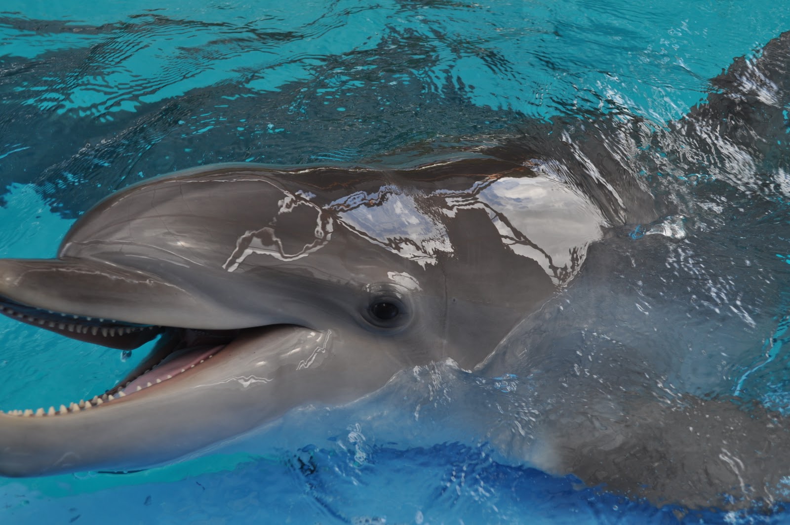 Craguns: Shamu!..Shamu!.. Shamu!