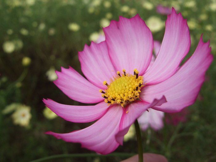 What a Wonderful Life: Amazing Flowers