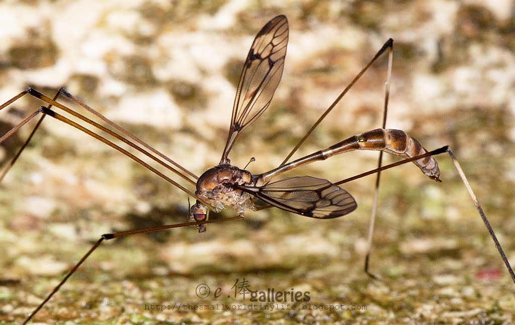 MacroPhotography (微距摄影): Giant Crane Fly