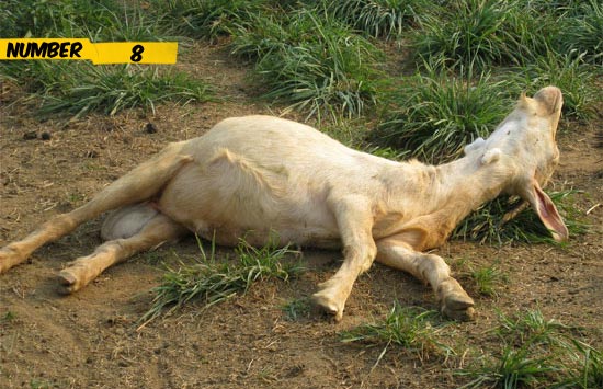 Amazingthing: 10 Unusual reasons why Goats are the most awesome animals