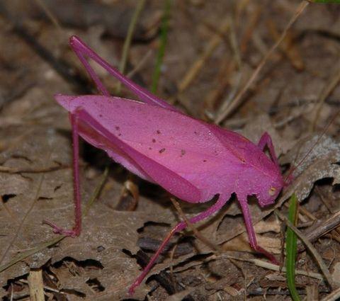Amazingthing: Amazing pink animals