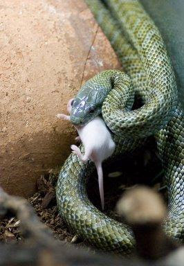 Weird Cool Things: Crazy Snake Attack On Animal