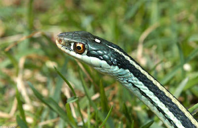 Unusual and Strange snakes found in the jungle ~ UNUSUAL THINGs