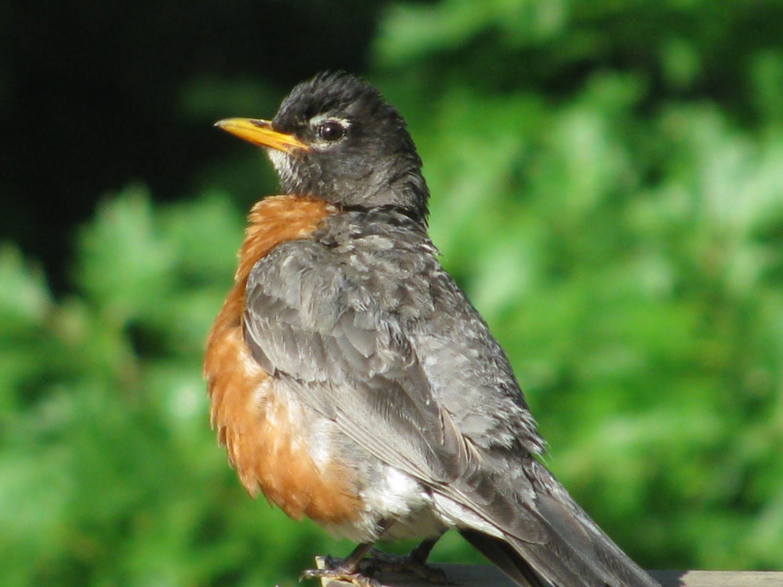 Focus on Design: Color - The Series...Rusty Robins and Canvas Floorcloths