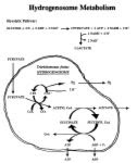 Biochemical Studies: Hydrogenosome