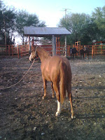NUESTRAS YEGUAS, RANCHO LA ROSA,San Carlos Tam.MEXICO
