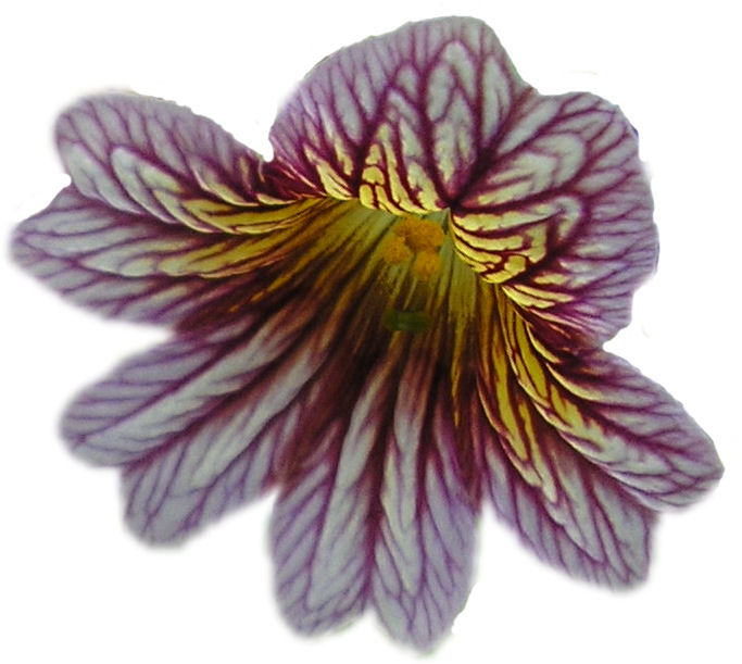 Gallimaufry: November 2010