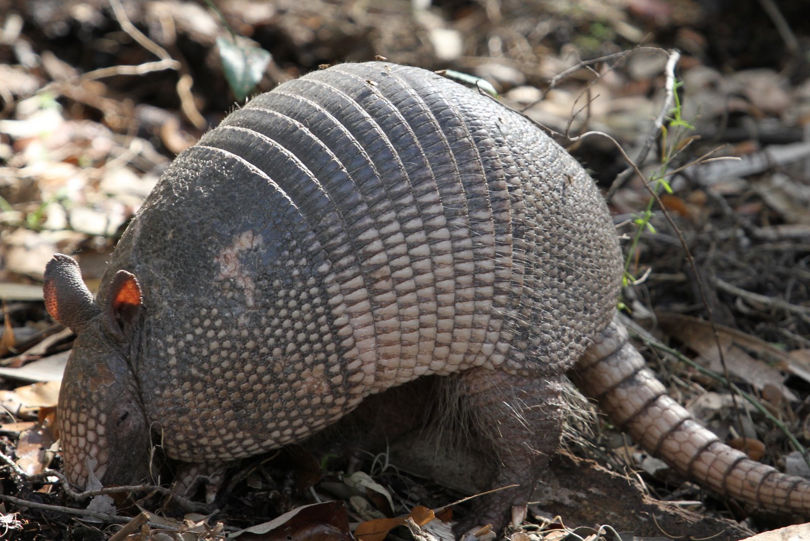 Ernie (Not Bert): What's An Armoured Dillo?