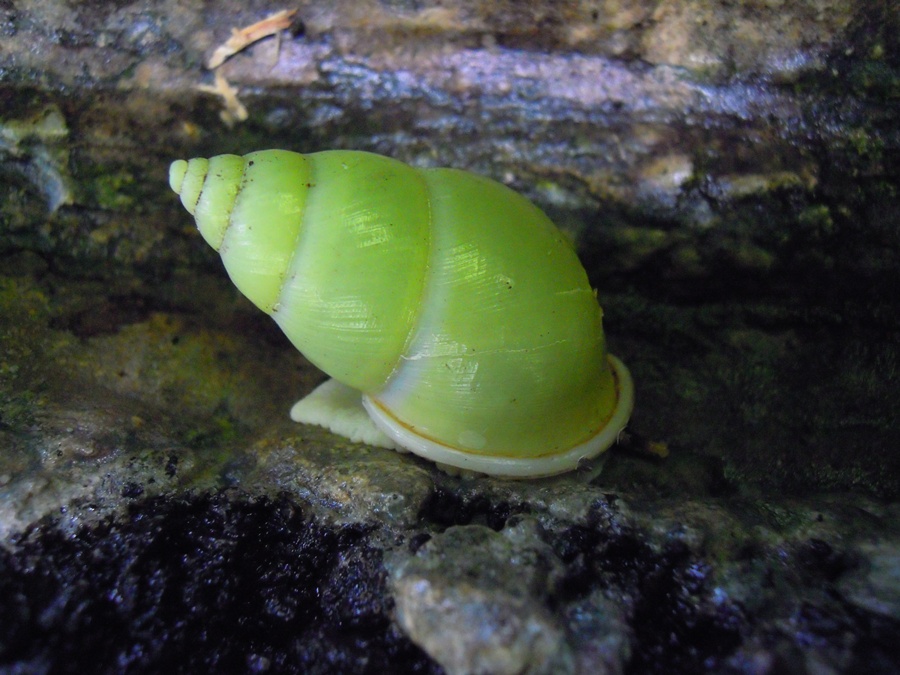 DARI HATI KECIL INSAN YANG KERDIL: SIPUT KHIN...