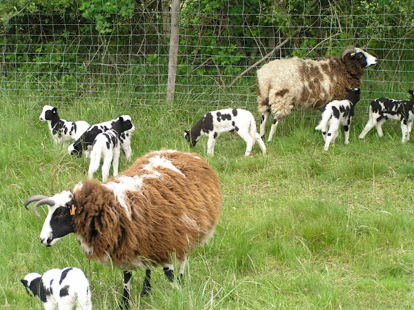Mouton de Jacob, en FRANCE ;Jacob sheep, park sheep, piebald sheep