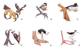 Aula de Ciências da Natureza 5ºano: Bicos e patas das aves