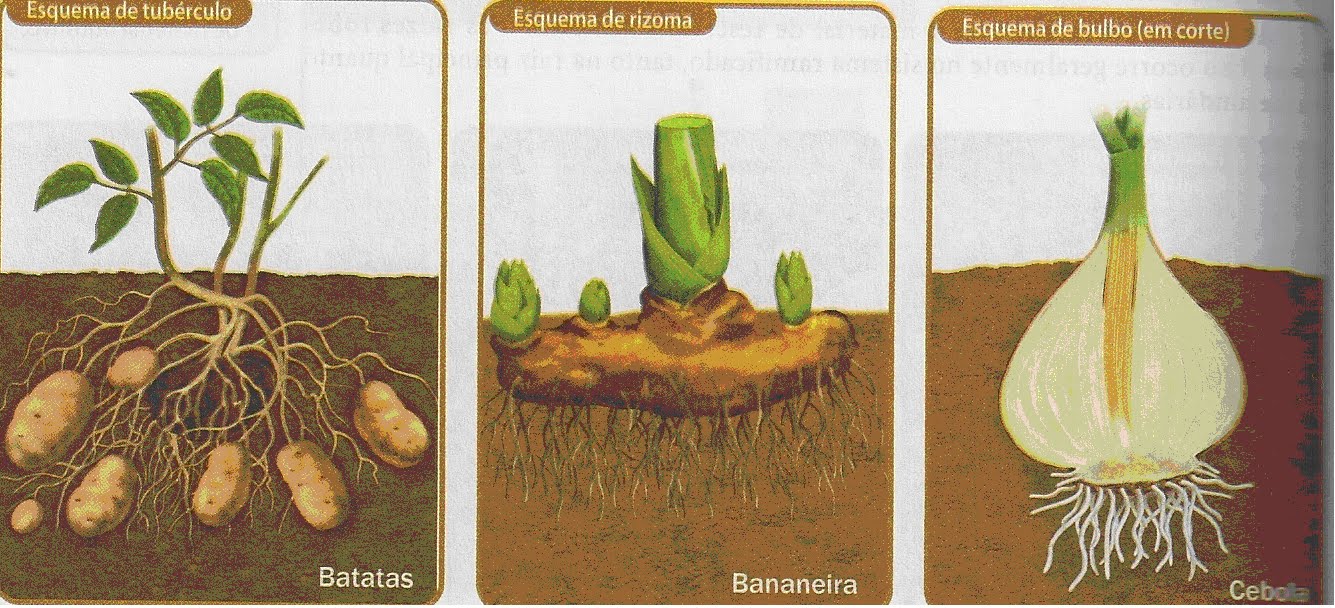 Aula de Ciências da Natureza 5ºano: O Caule