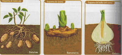 Aula de Ciências da Natureza 5ºano: O Caule
